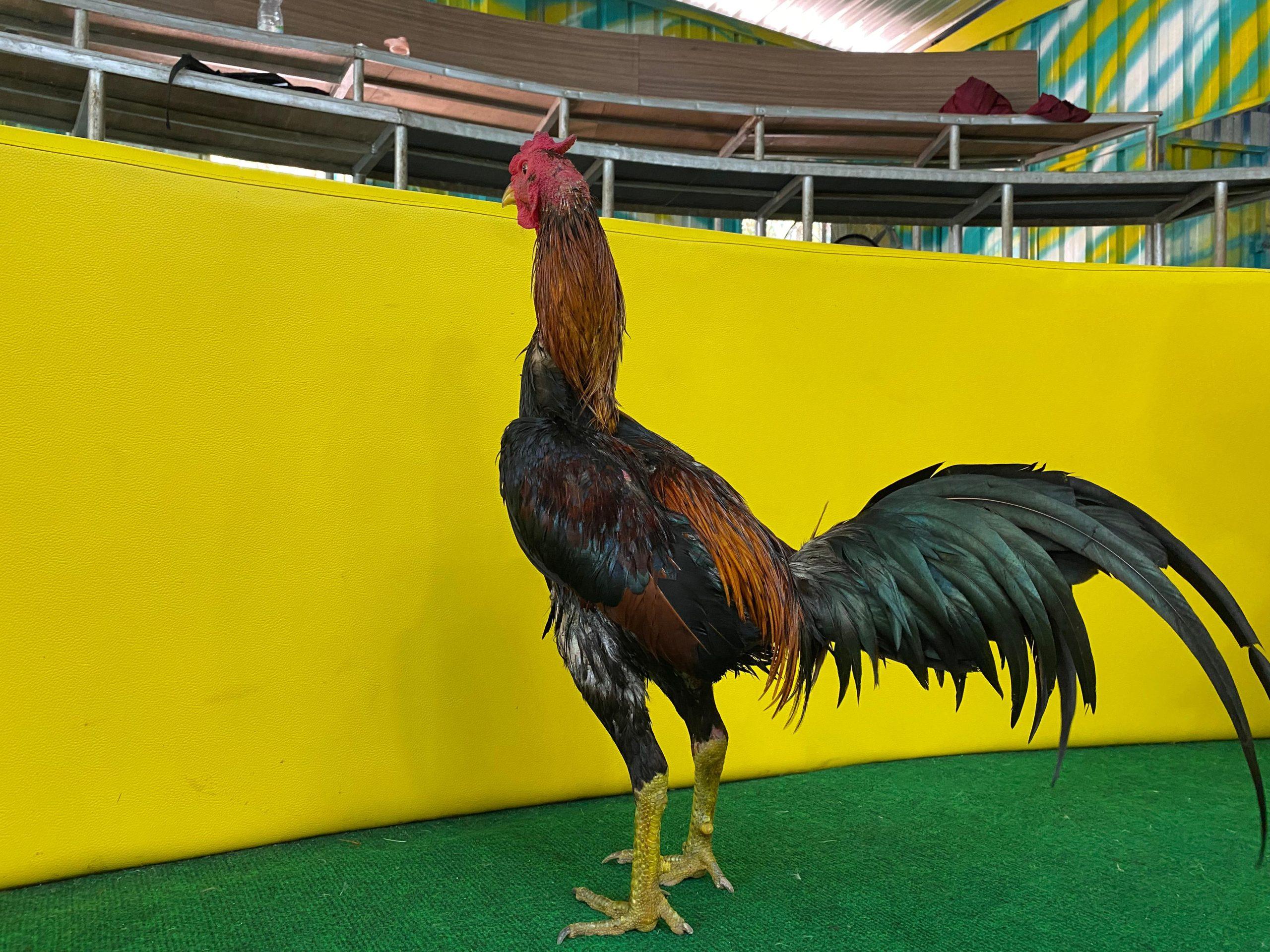 VVIP WIN 3X F1 MAHANAKHON(ALADIN FARM) X ROSI "MARATHON"OBAT PAKHOEY ...